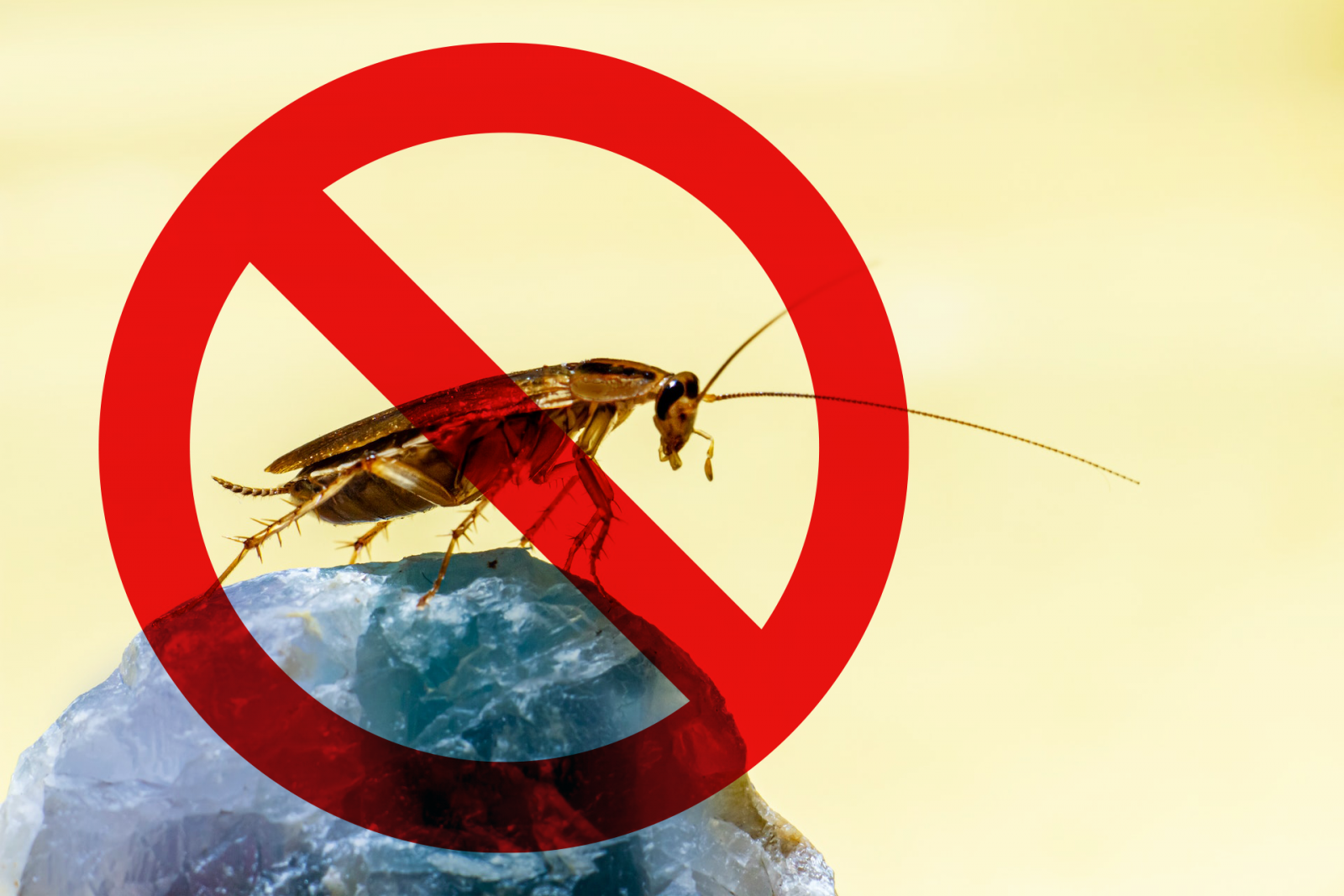 สเปรย์ไล่แมลงสาบ - iNT Mahidol